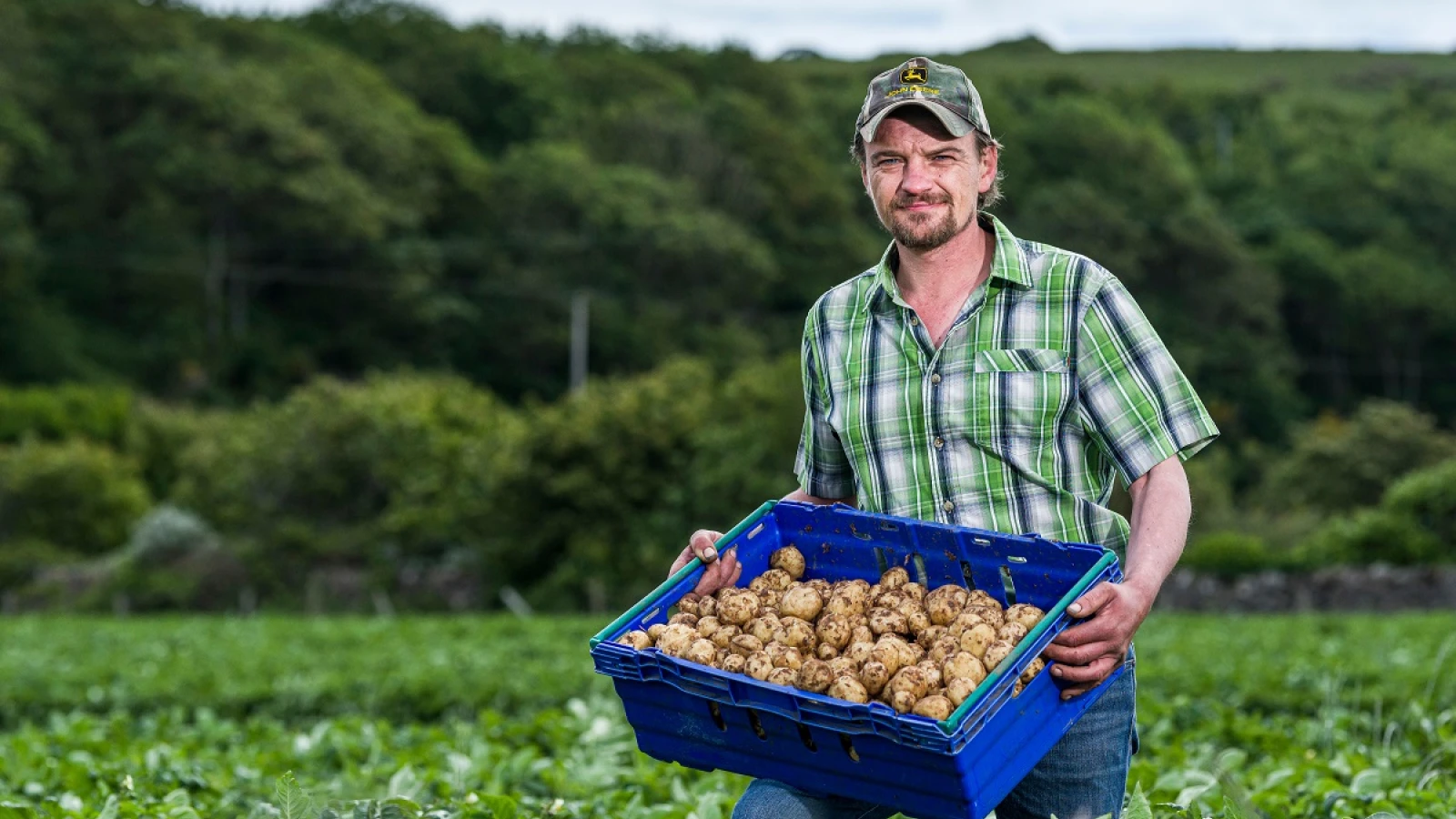 Ayrshire New potatoes | Branston