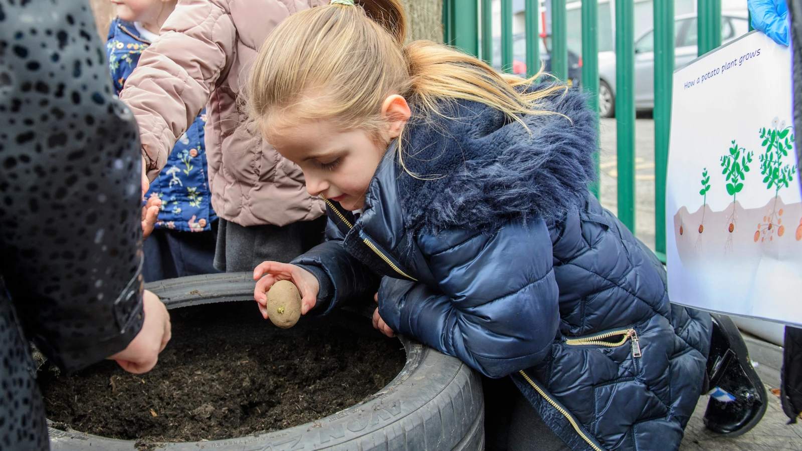 Planting time for Grow Your Own Potatoes kits | Branston