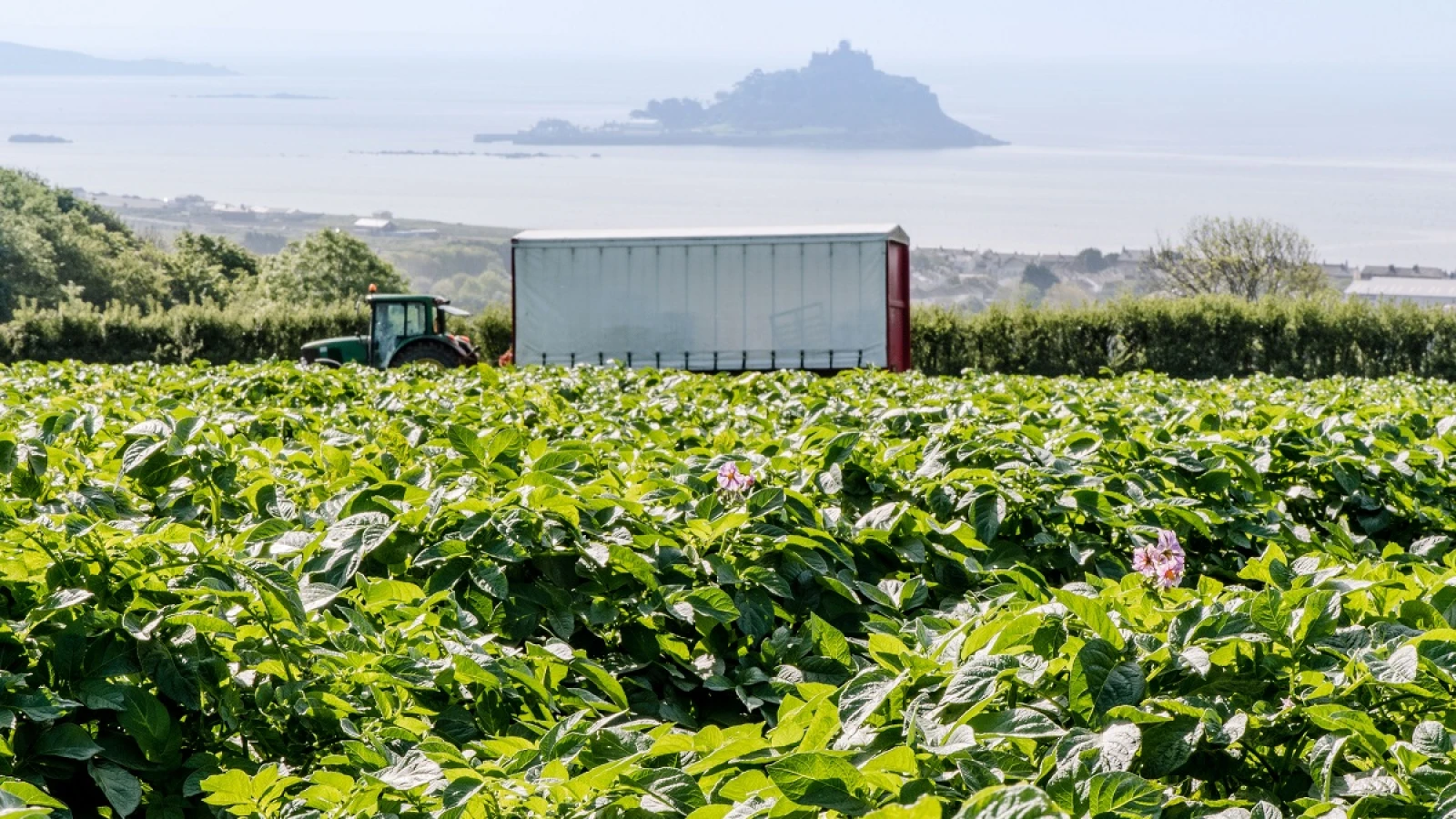 Cornish New potatoes | Branston