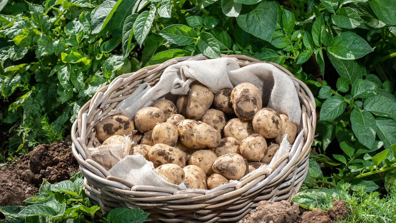 Cornish New potatoes | Branston